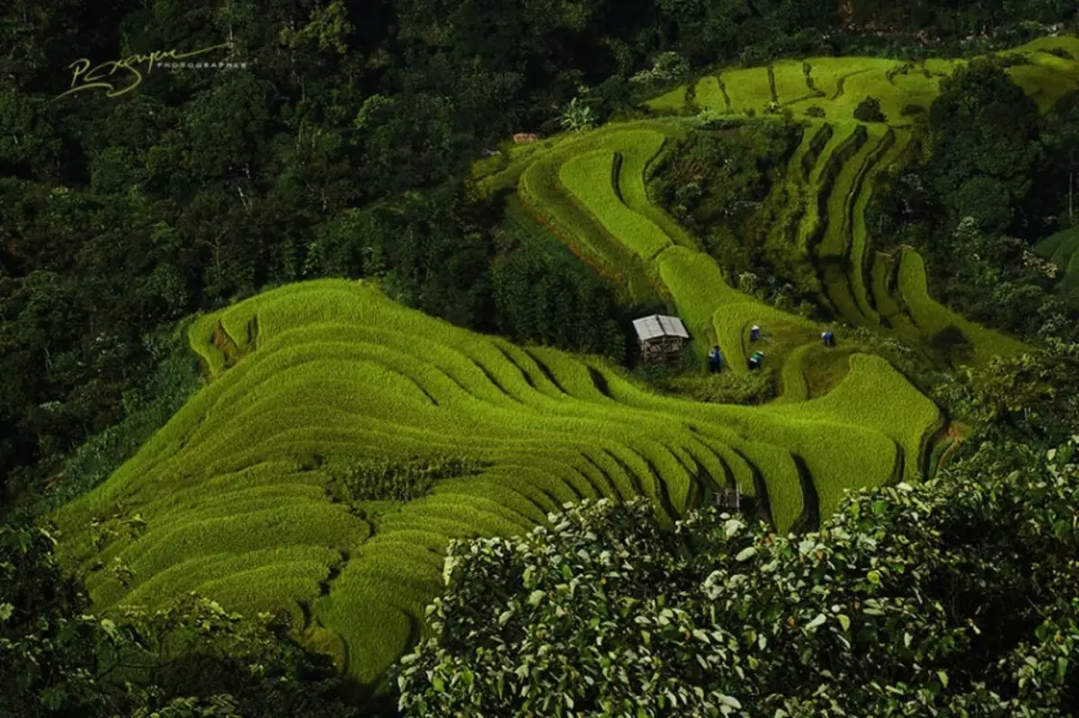 Vietnam bukurinë simpatik 12418_3