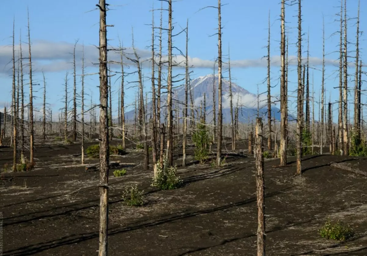 Tiga minggu di Kamchatka 12569_15