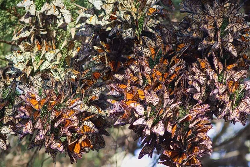 10 Niesamowite zjawiska naturalne, które powinny zobaczyć z własnymi oczami 1495_4