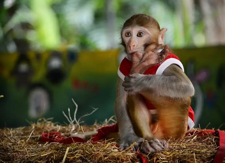 Zoo Tour en Tailandia 1551_2