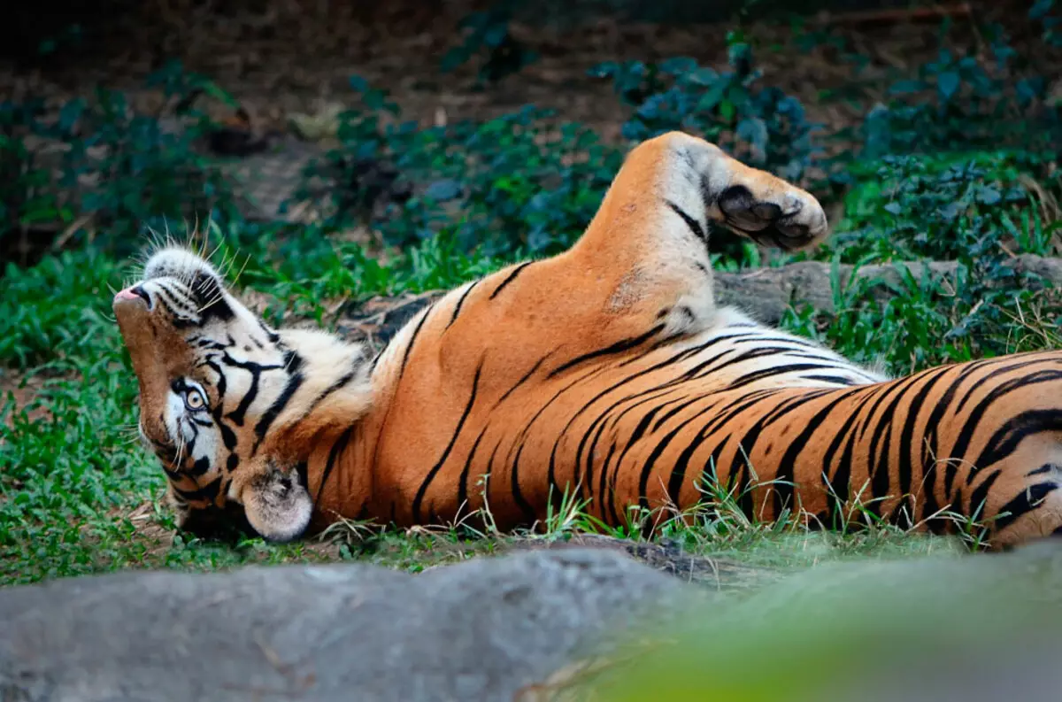 Zoo en Tailandia.