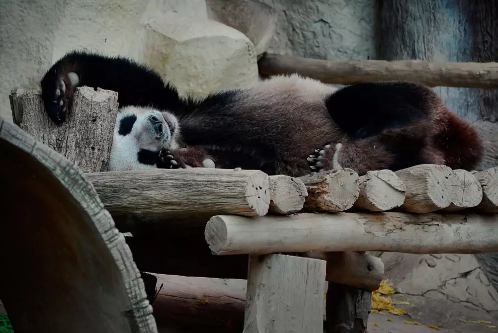 Zoo en Tailandia.