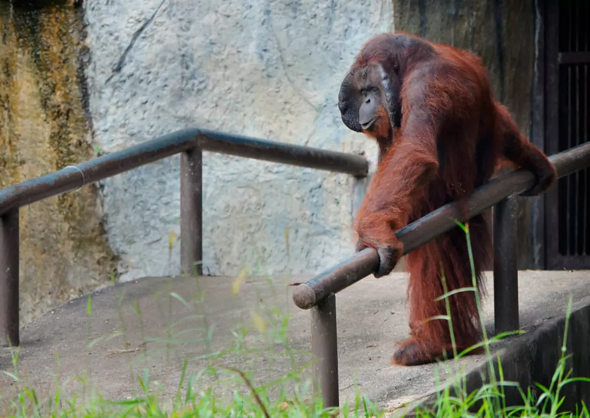 Zoo en Tailandia.