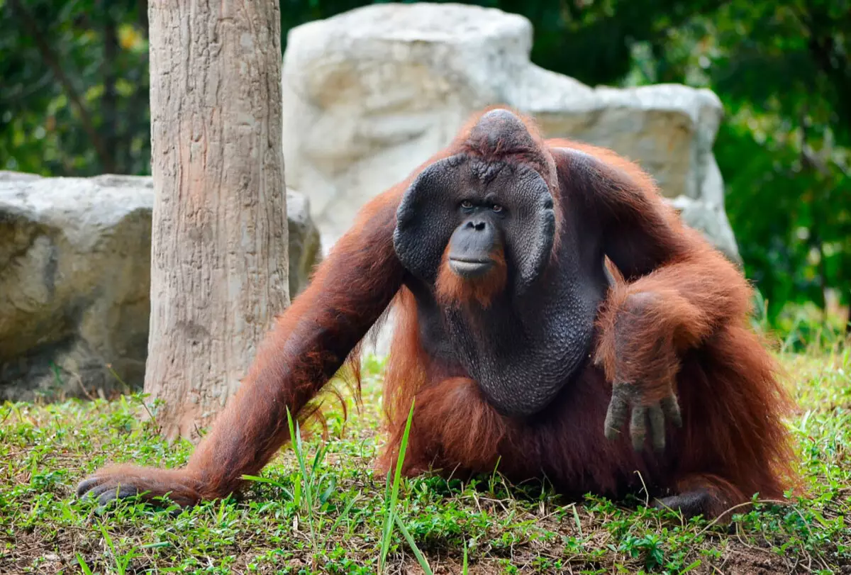 Zoo en Tailandia.