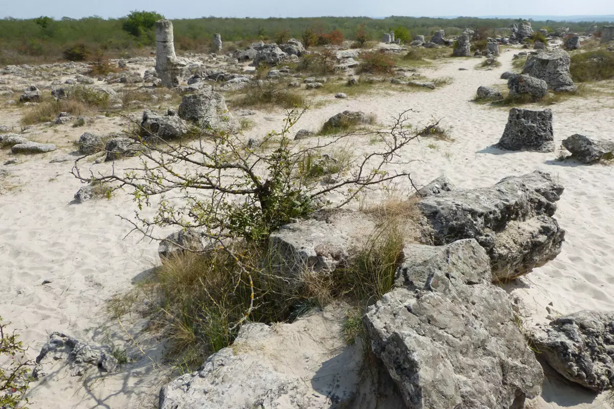 बुल्गेरिया: ढु stone ्गा वन र केप कालिकारा 1795_15