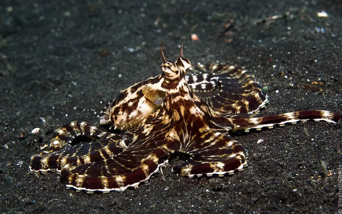 Amazi yo mu mazi y'ibiremwa bitangaje kuri. Sulawesi, Indoneziya