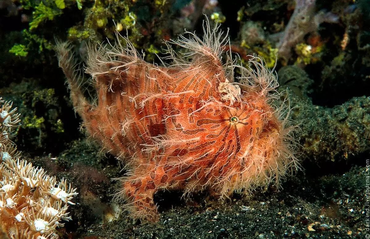 Amazi yo mu mazi y'ibiremwa bitangaje kuri. Sulawesi, Indoneziya