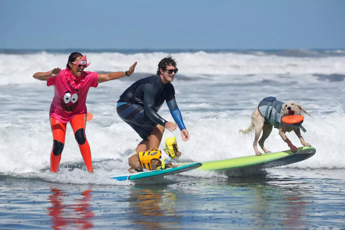 California တွင် Surfing Dog Surfing 2019 1951_10