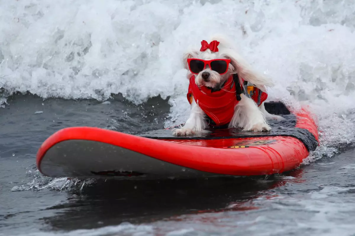 California တွင် Surfing Dog Surfing 2019 1951_11