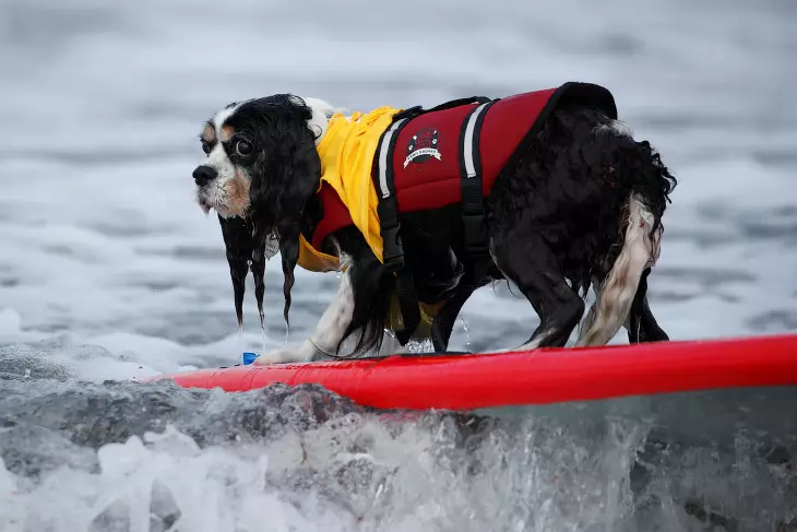 California တွင် Surfing Dog Surfing 2019 1951_2