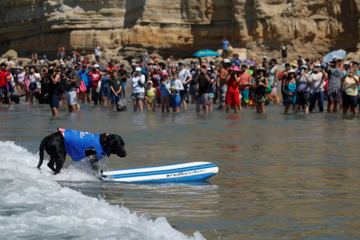 California တွင် Surfing Dog Surfing 2019 1951_3