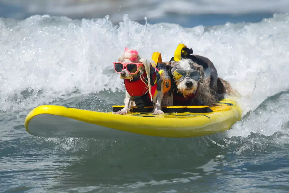 Dog Surfing fil-California 2019 1951_4