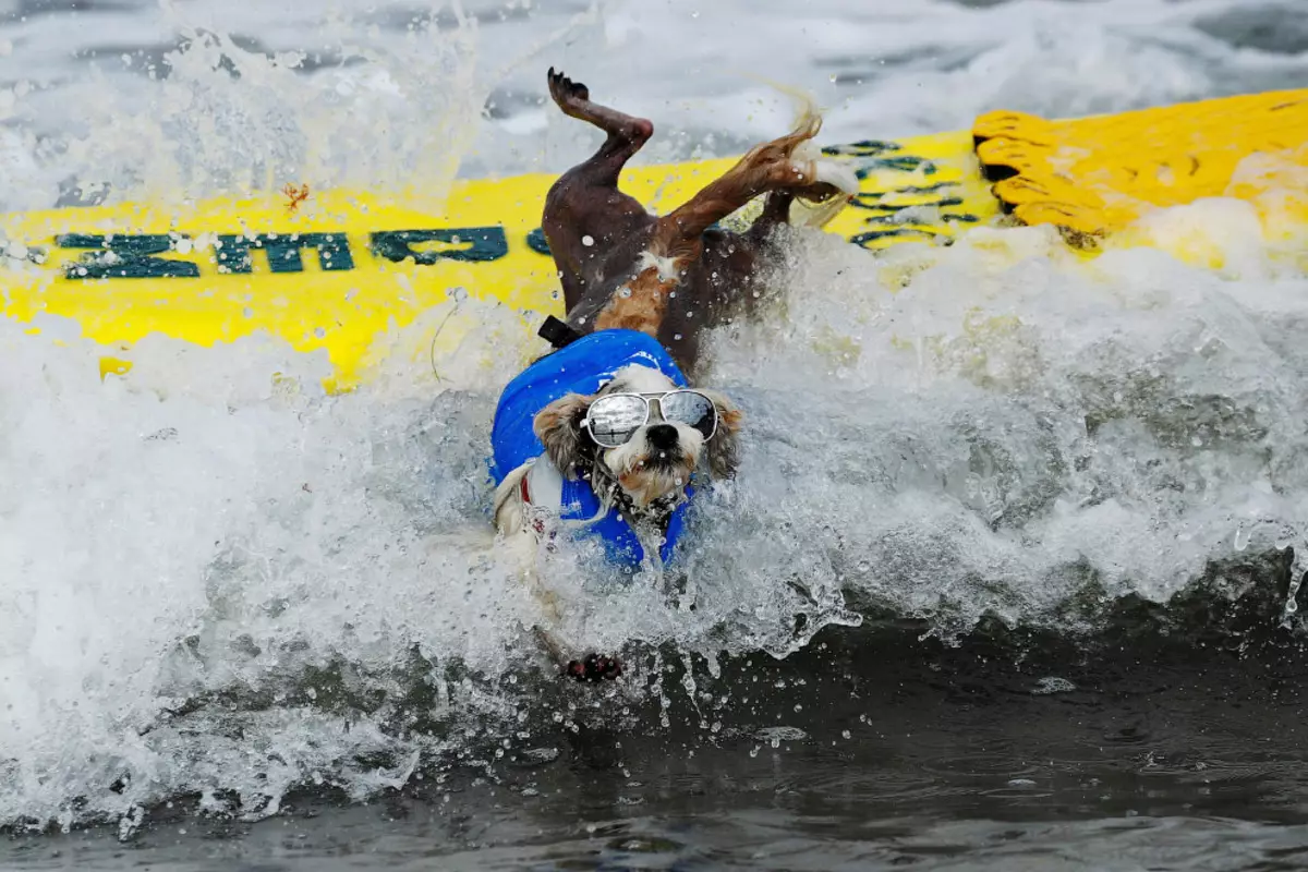 Dog Surfing fil-California 2019 1951_5