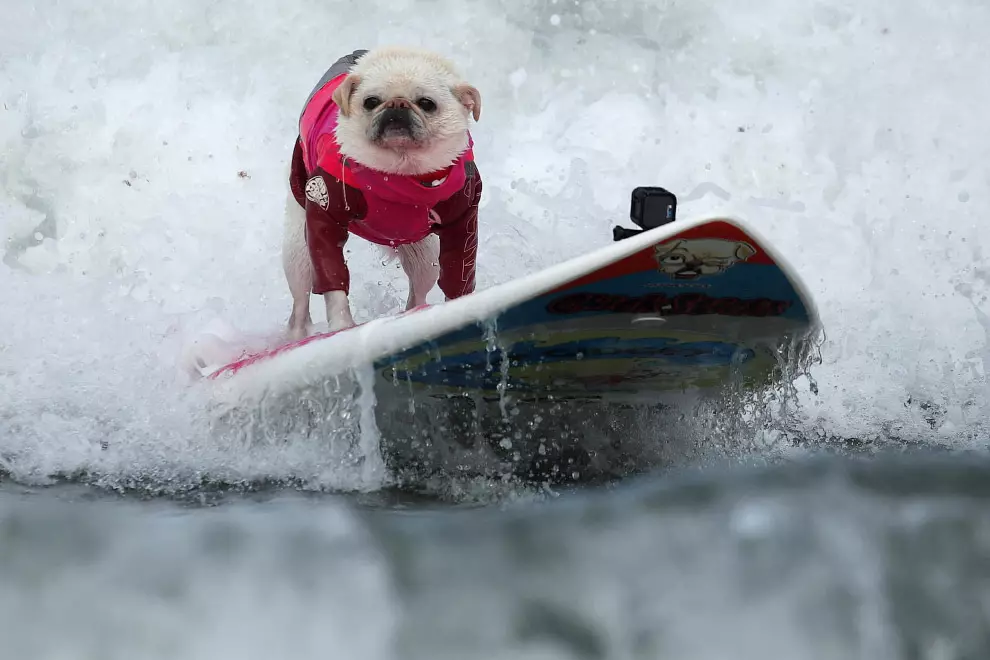 California တွင် Surfing Dog Surfing 2019 1951_6