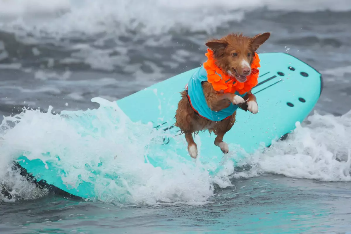 Dog Surfing fil-California 2019 1951_7