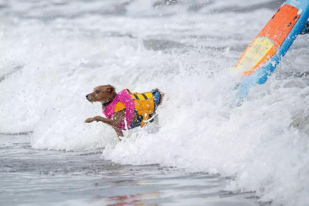 Dog Surfing fil-California 2019 1951_8