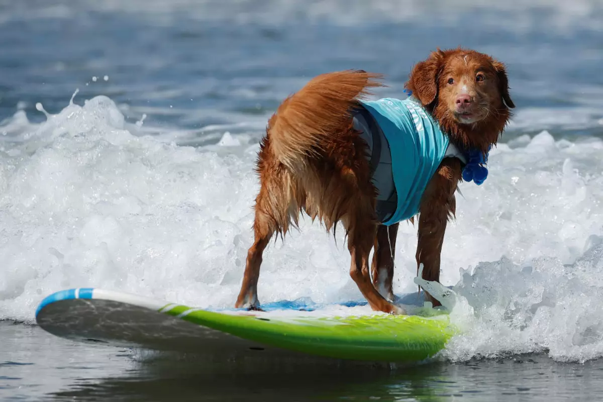 California တွင် Surfing Dog Surfing 2019 1951_9