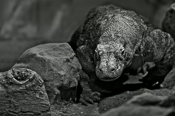 Đảo Komodo. 1963_1