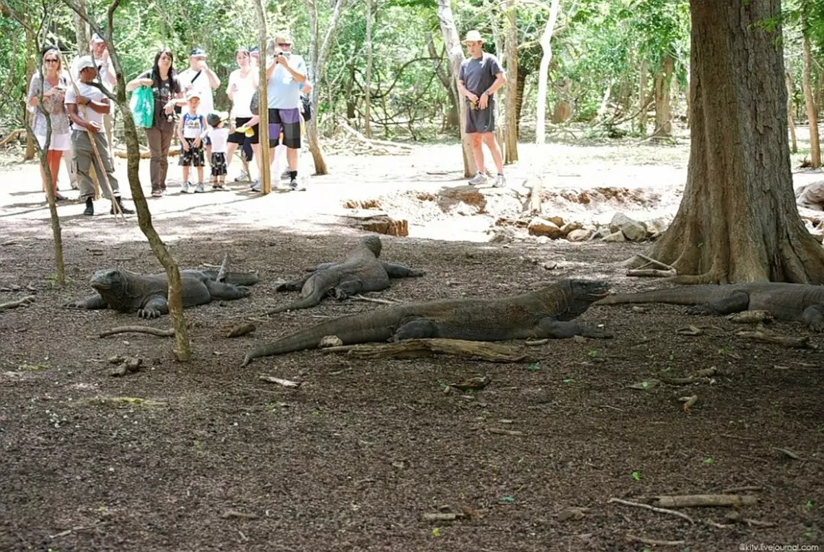 Île de Komodo 1963_12