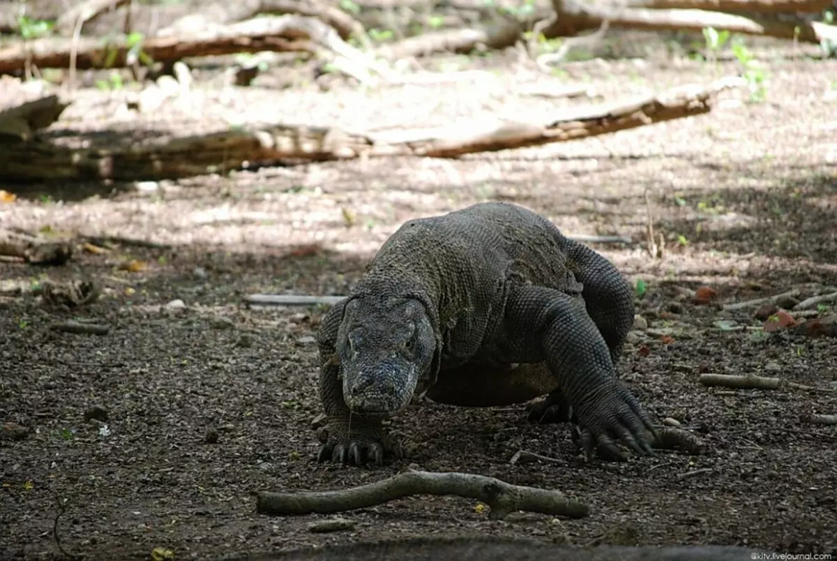 Đảo Komodo. 1963_13