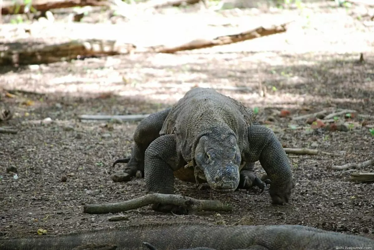 Đảo Komodo. 1963_14