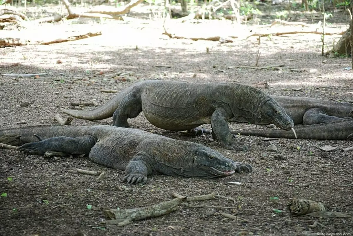 Île de Komodo 1963_15