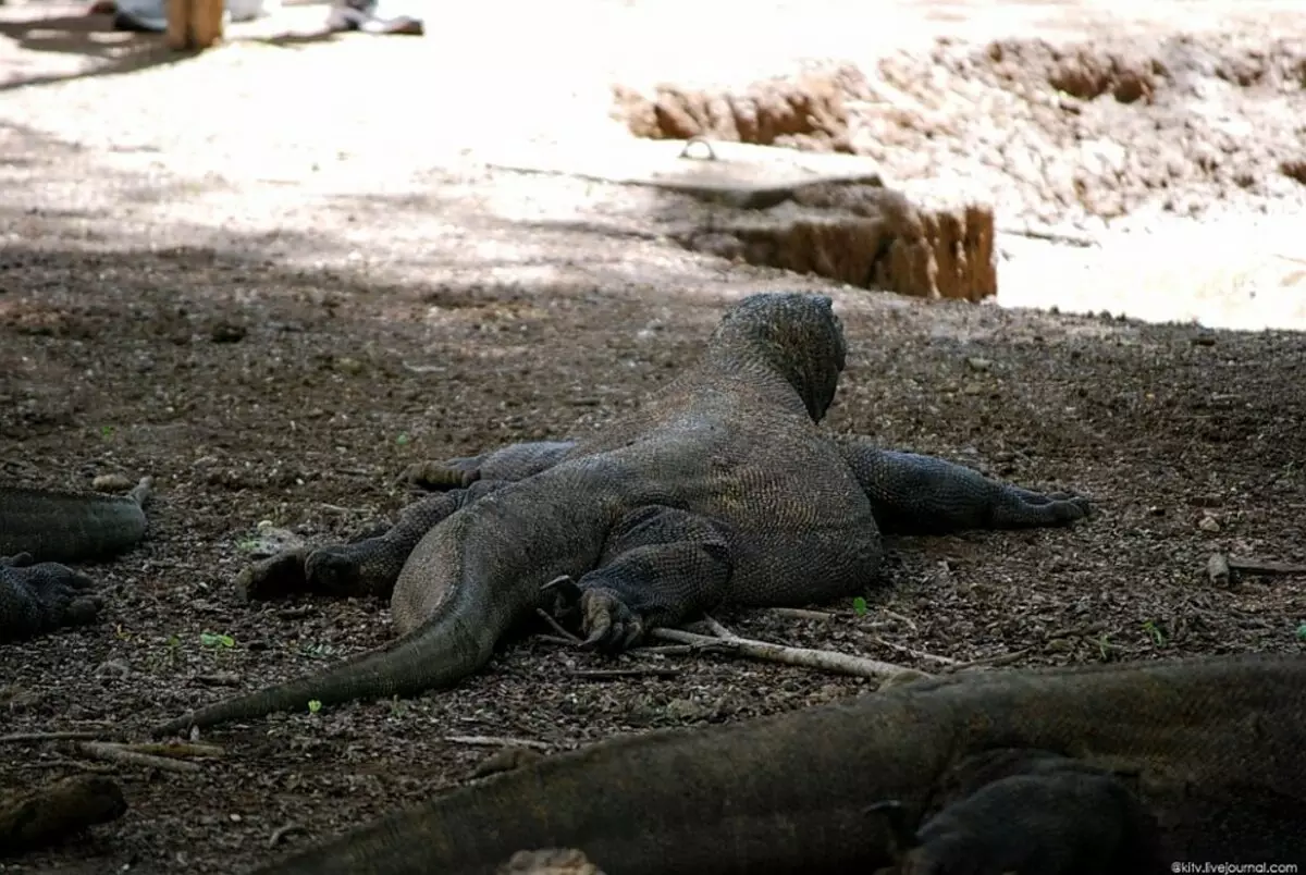 Île de Komodo 1963_16