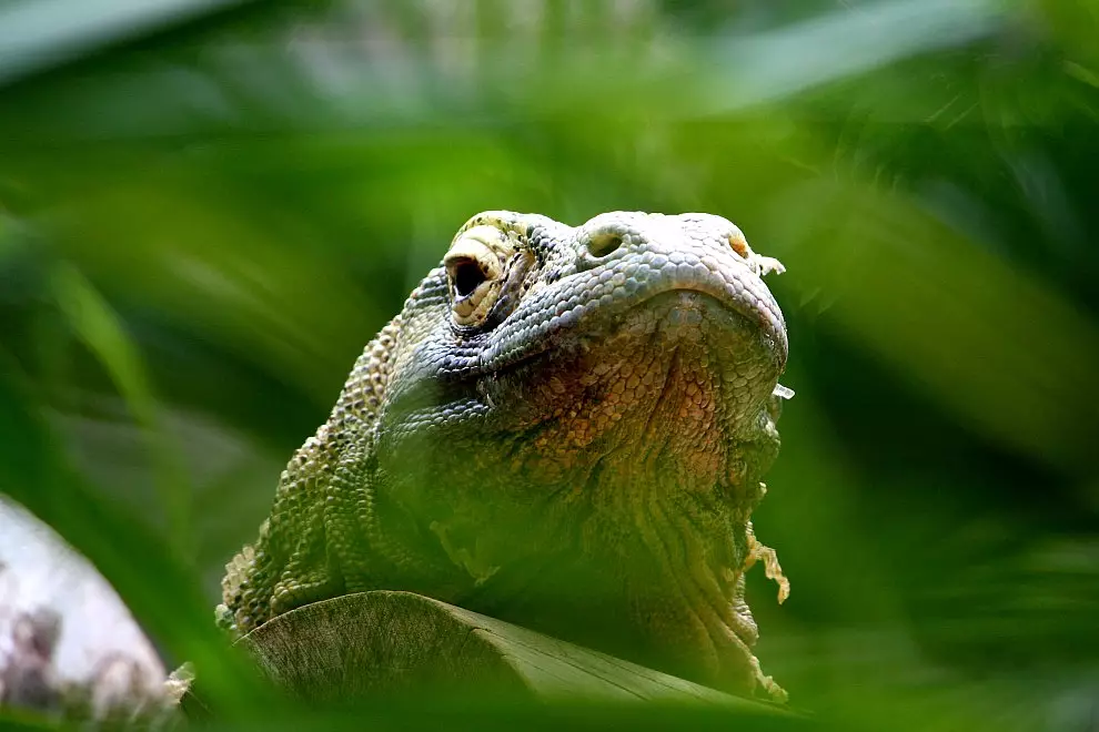 Đảo Komodo. 1963_18