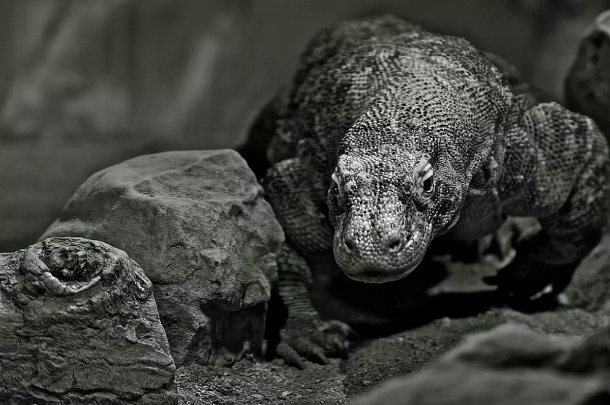 Đảo Komodo. 1963_19