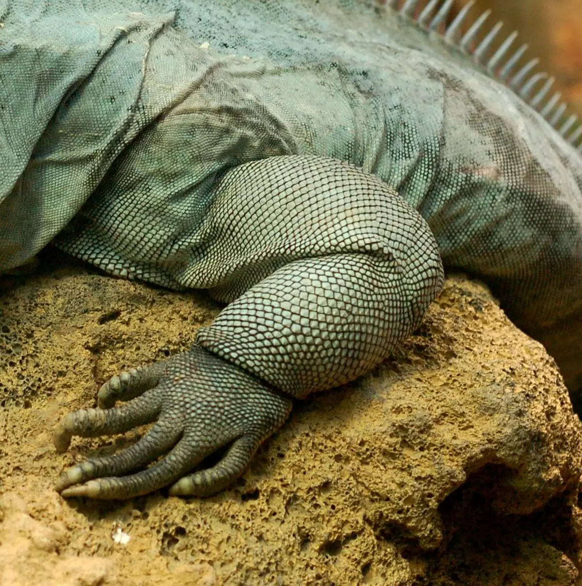 Đảo Komodo.