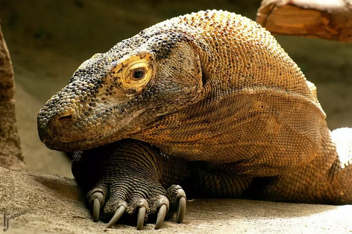 Đảo Komodo.