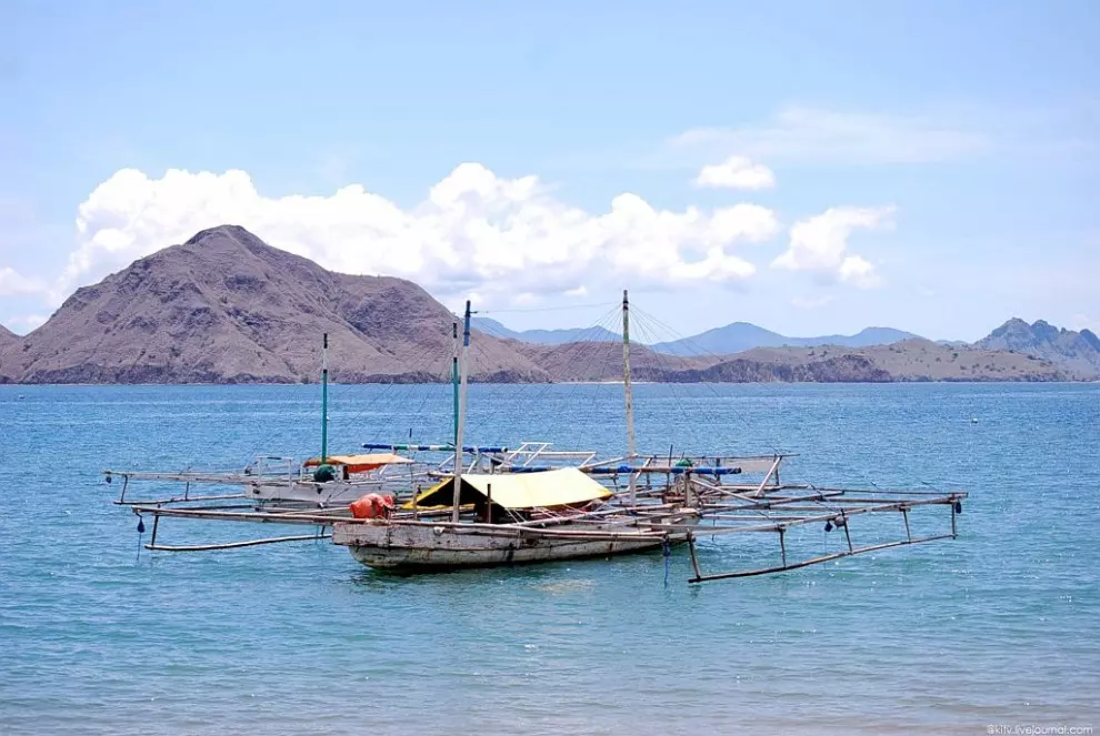 Île de Komodo 1963_4