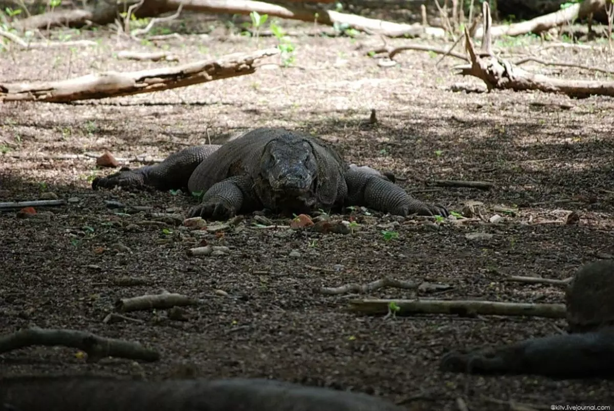 Île de Komodo 1963_6