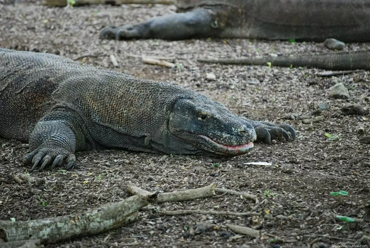 Đảo Komodo. 1963_7