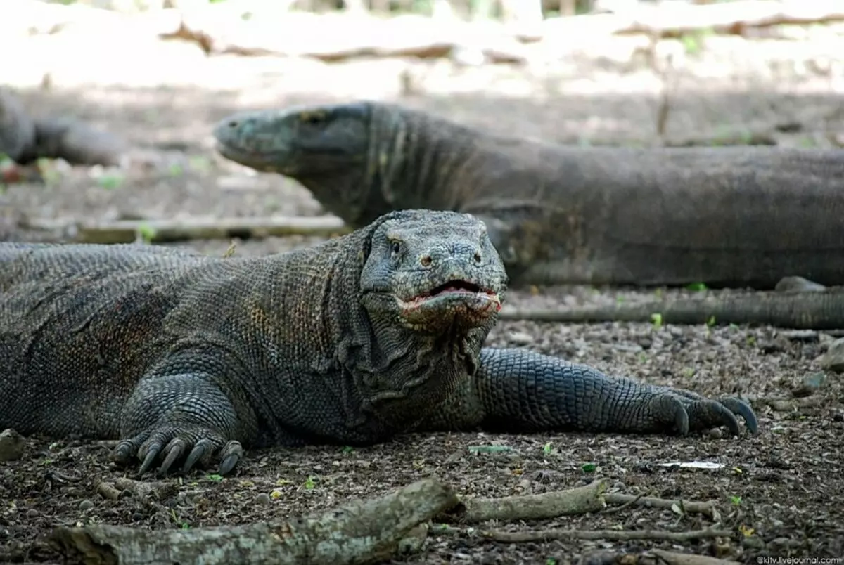 Đảo Komodo. 1963_8