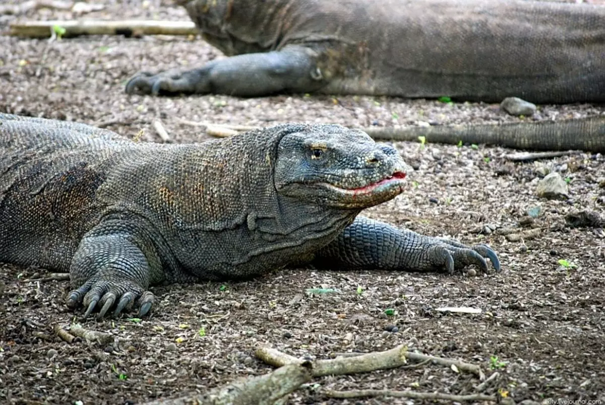 Đảo Komodo. 1963_9