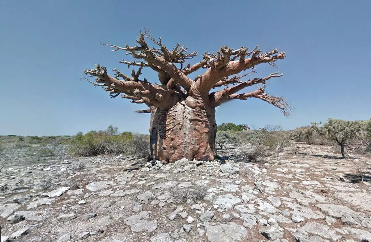 Baobabyň Madagaskara barýan ýoly