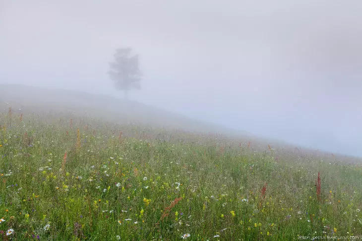 Fogs in the Carpathians 2222_2