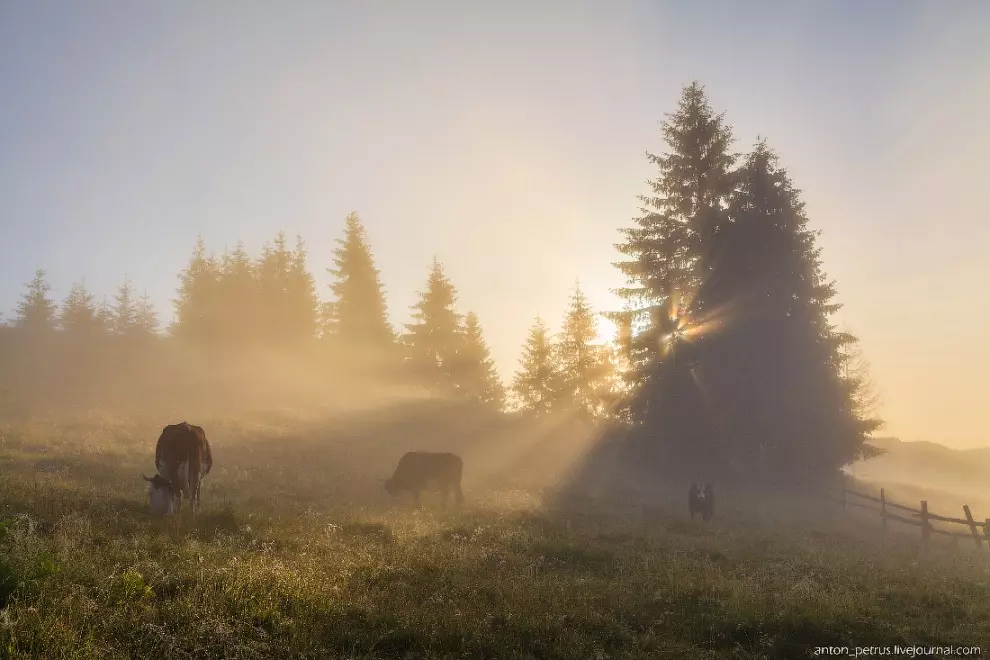 Fogs in the Carpathians 2222_9