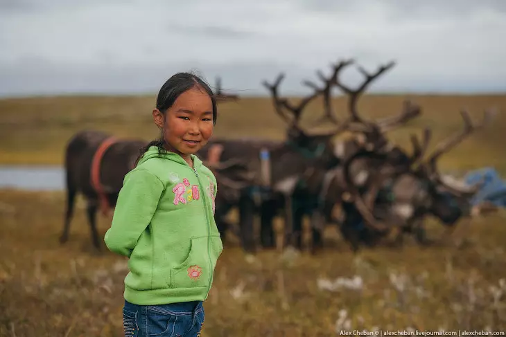 Utara Rusia: Kehidupan di Peternak Rusa di Tundra 2344_1