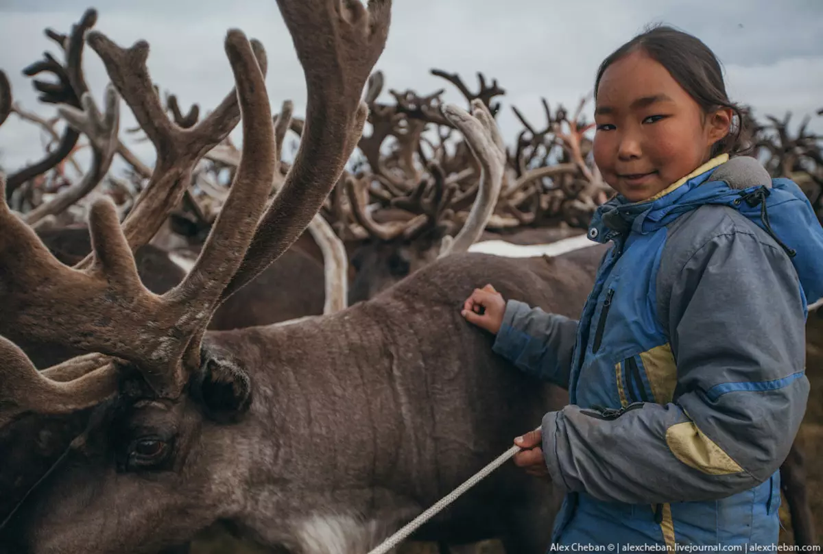 Utara Rusia: Kehidupan di Peternak Rusa di Tundra 2344_11