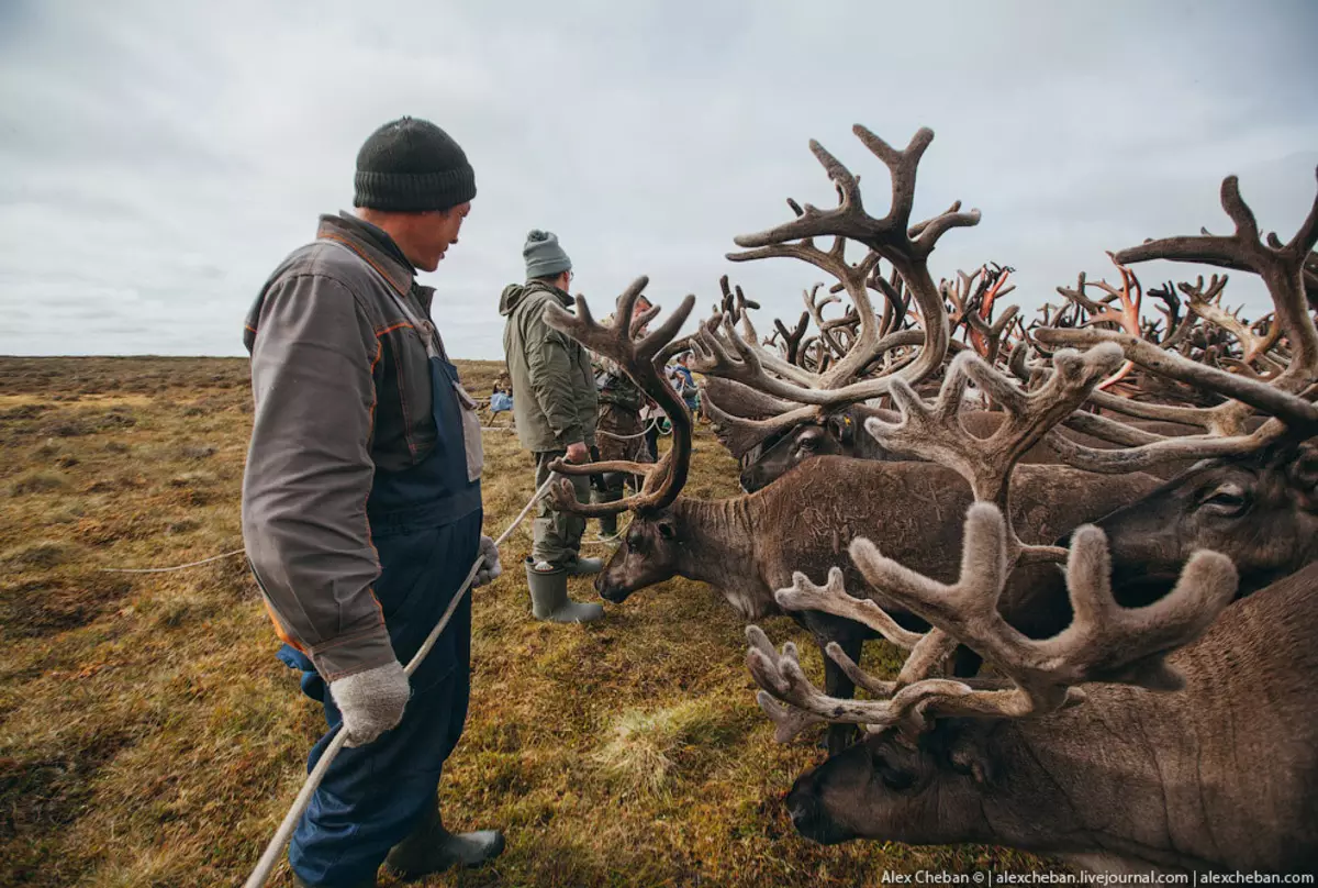 Utara Rusia: Kehidupan di Peternak Rusa di Tundra 2344_12