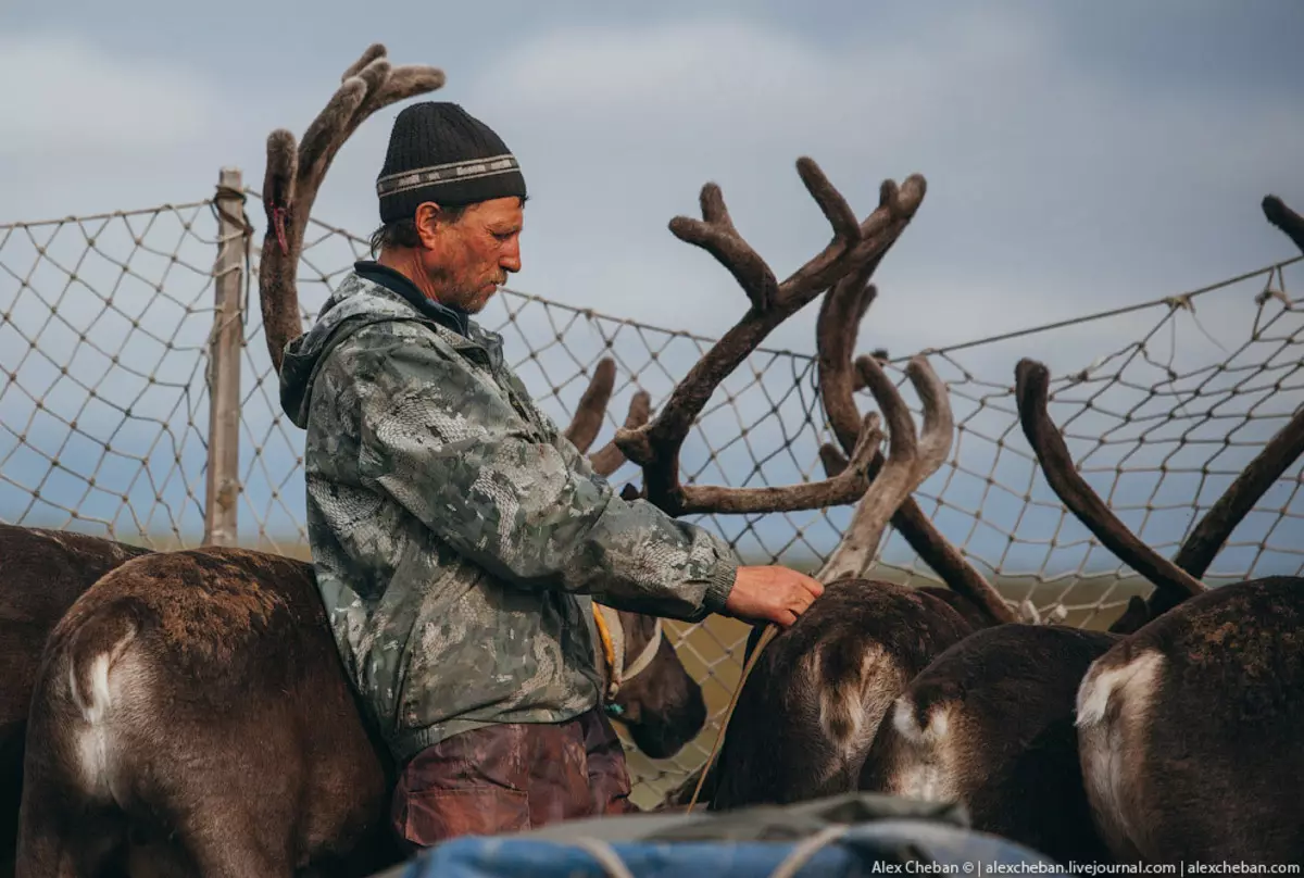 Utara Rusia: Kehidupan di Peternak Rusa di Tundra 2344_13