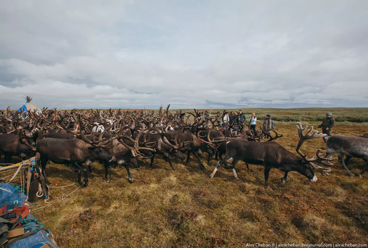 Utara Rusia: Kehidupan di Peternak Rusa di Tundra 2344_14