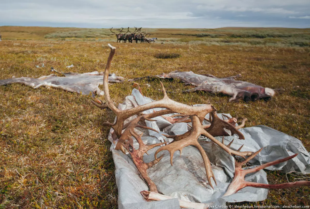 Utara Rusia: Kehidupan di Peternak Rusa di Tundra 2344_15