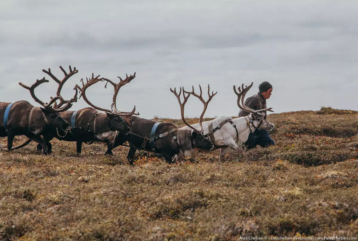 Utara Rusia: Kehidupan di Peternak Rusa di Tundra 2344_16