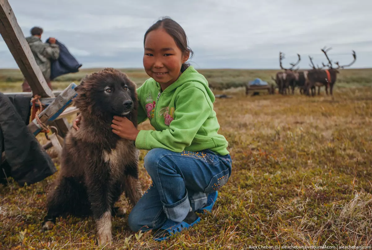 Utara Rusia: Kehidupan di Peternak Rusa di Tundra 2344_17