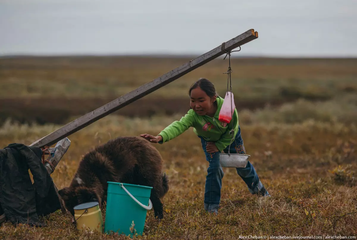 Utara Rusia: Kehidupan di Peternak Rusa di Tundra 2344_19