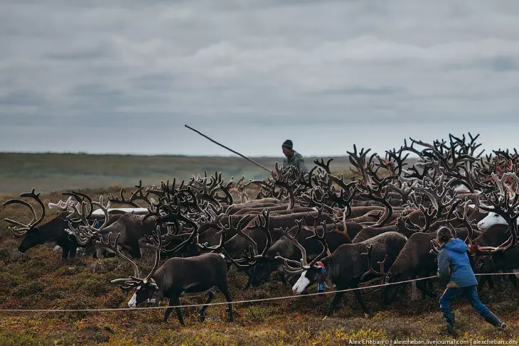 Utara Rusia: Kehidupan di Peternak Rusa di Tundra 2344_2