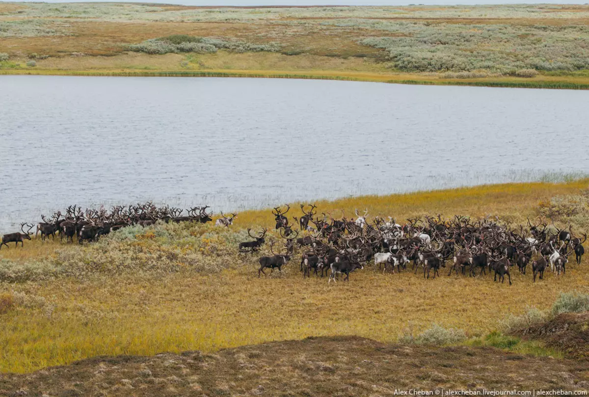 Utara Rusia: Kehidupan di Peternak Rusa di Tundra 2344_6